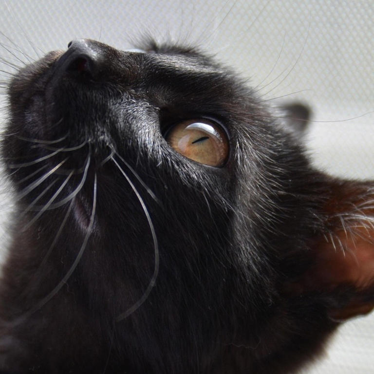 How to prevent your cat from gaining extra weight: 8 tips for a ...