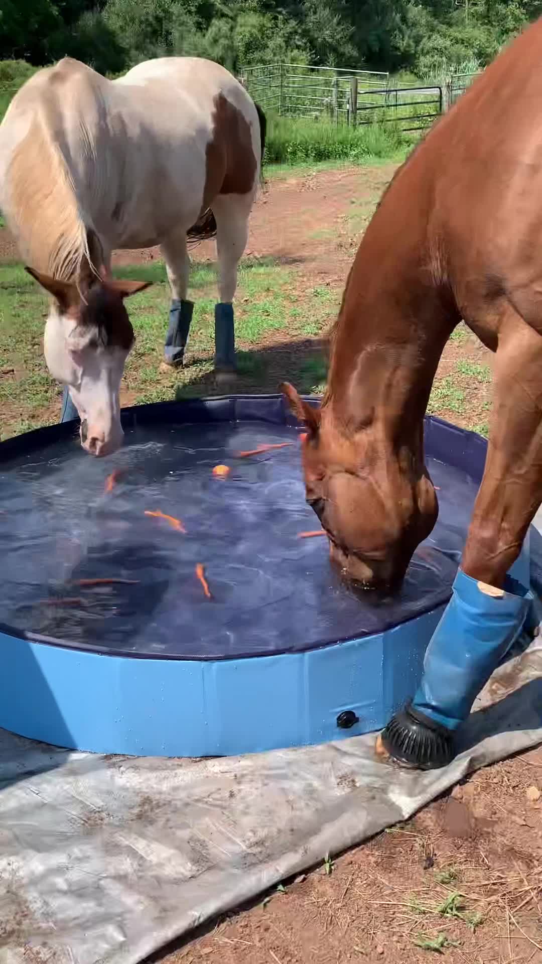 Rescue horses are enjoying a pool party and bobbing for apples!