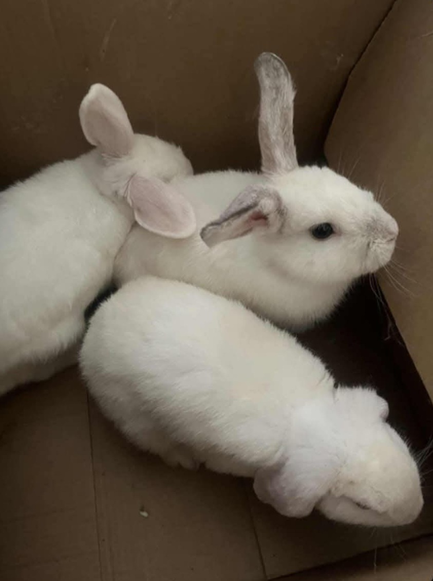 Outrage as four rabbits found dumped in taped up box next to canal in ...