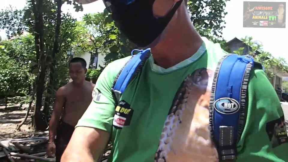 Worlds largest snake species eats villagers pet chicken | Wild animal ...