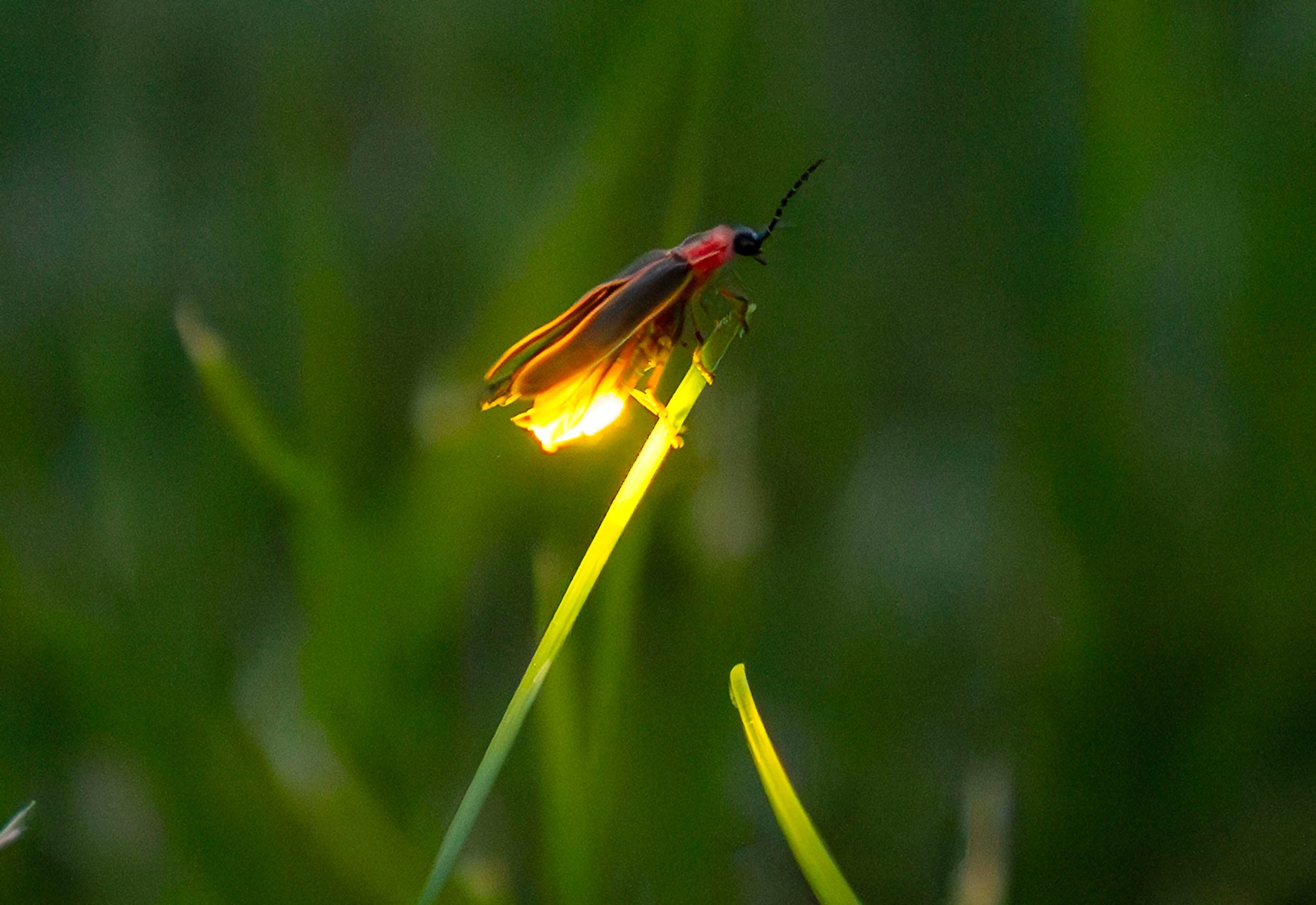 Are there more fireflies than normal this year in upstate NY? What we know