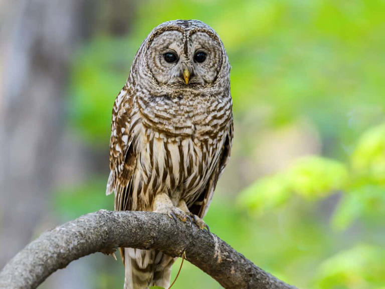 17 Animal Adaptations That Defy Nature’s Challenges