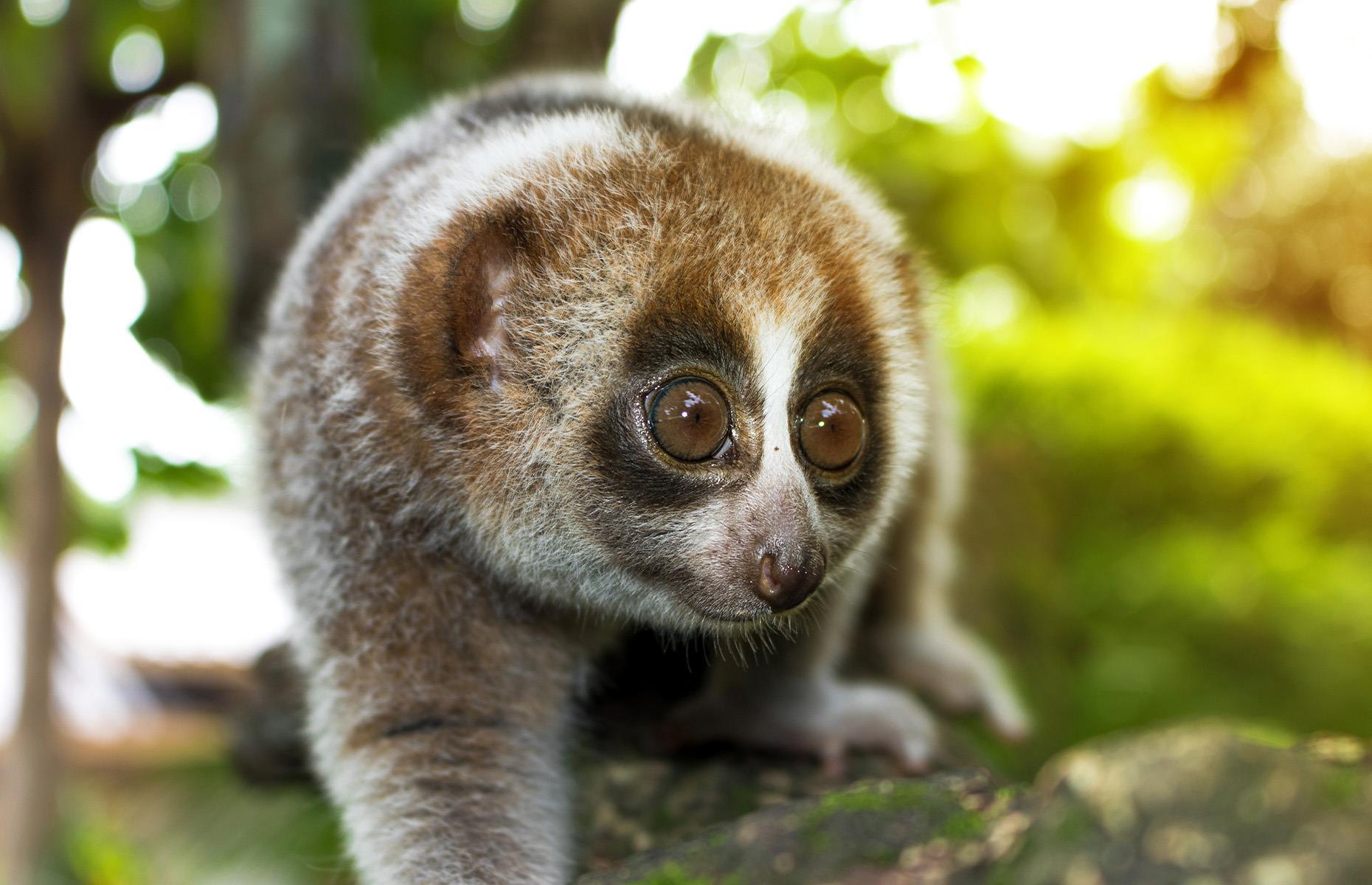 32 animals that are cute, cuddly and deadly