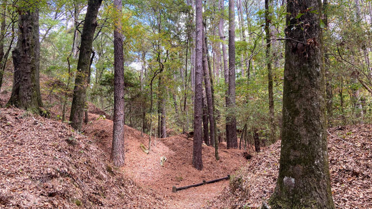 One Of The Few Petrified Forests In America Has Preserved Ancient Trees ...