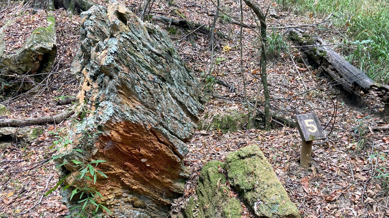 One Of The Few Petrified Forests In America Has Preserved Ancient Trees ...