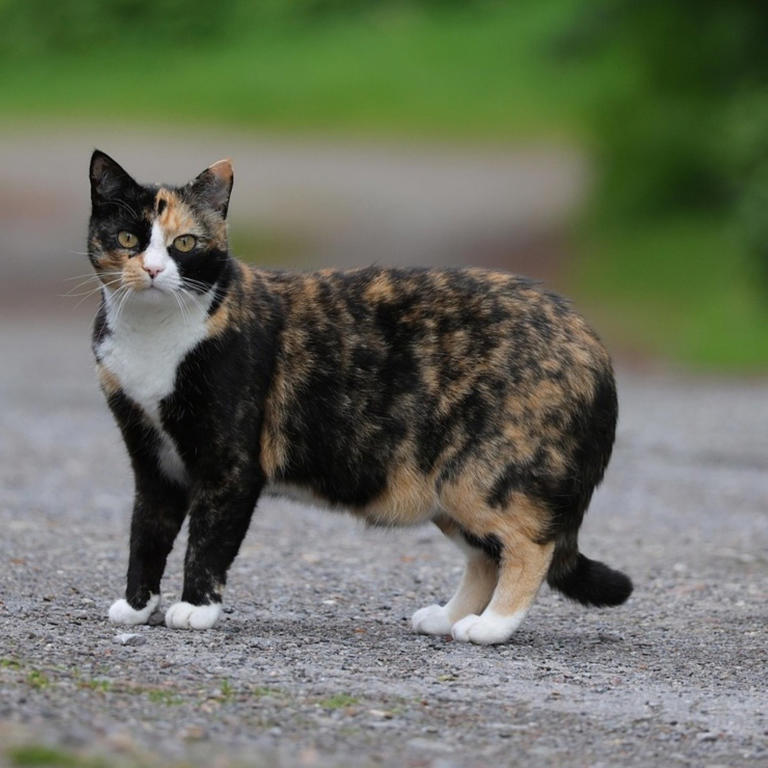 How to prevent your cat from gaining extra weight: 8 tips for a ...