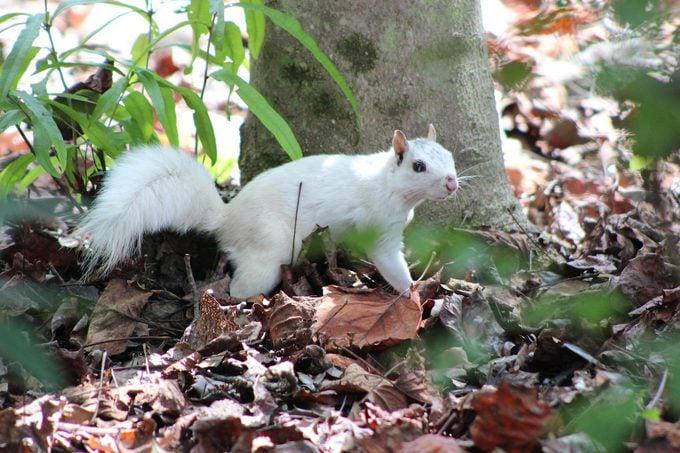 Are White and Black Squirrel Sightings Rare?