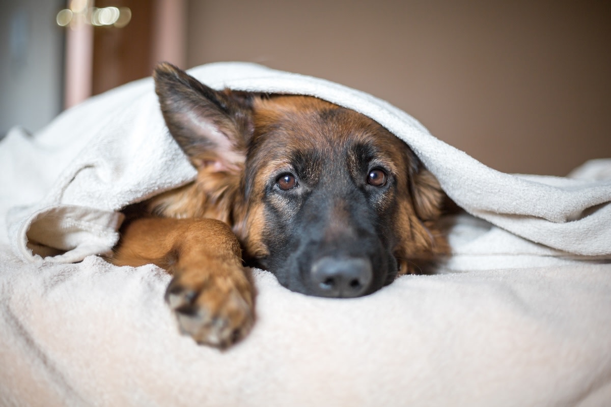 Tiny Yorkie's Pure Love for Big German Shepherd Sibling Will Warm Any Heart