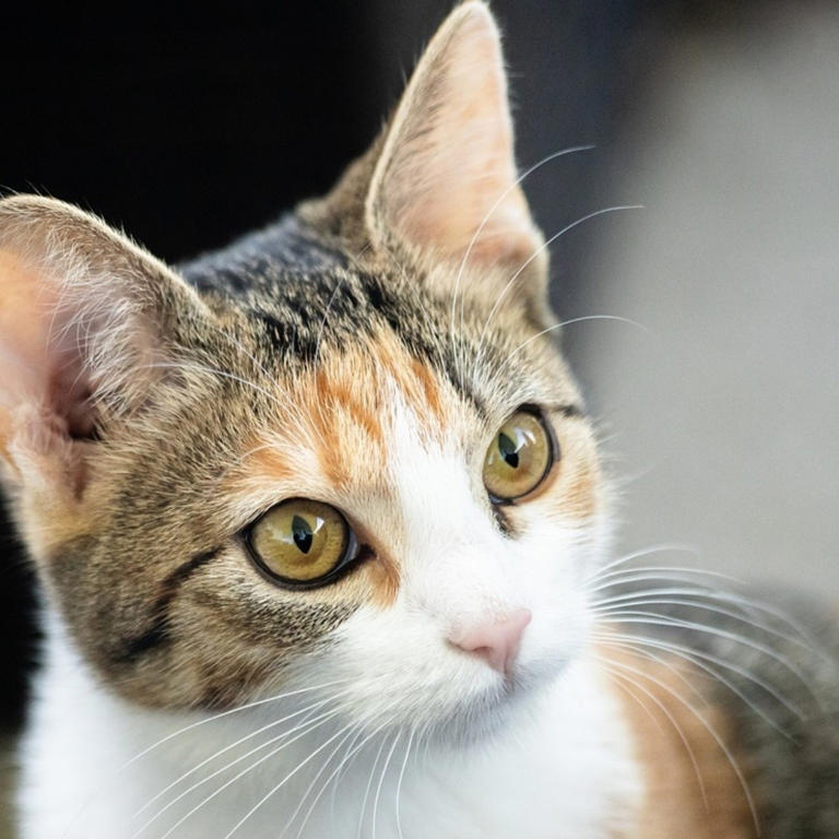 How to prevent your cat from gaining extra weight: 8 tips for a ...