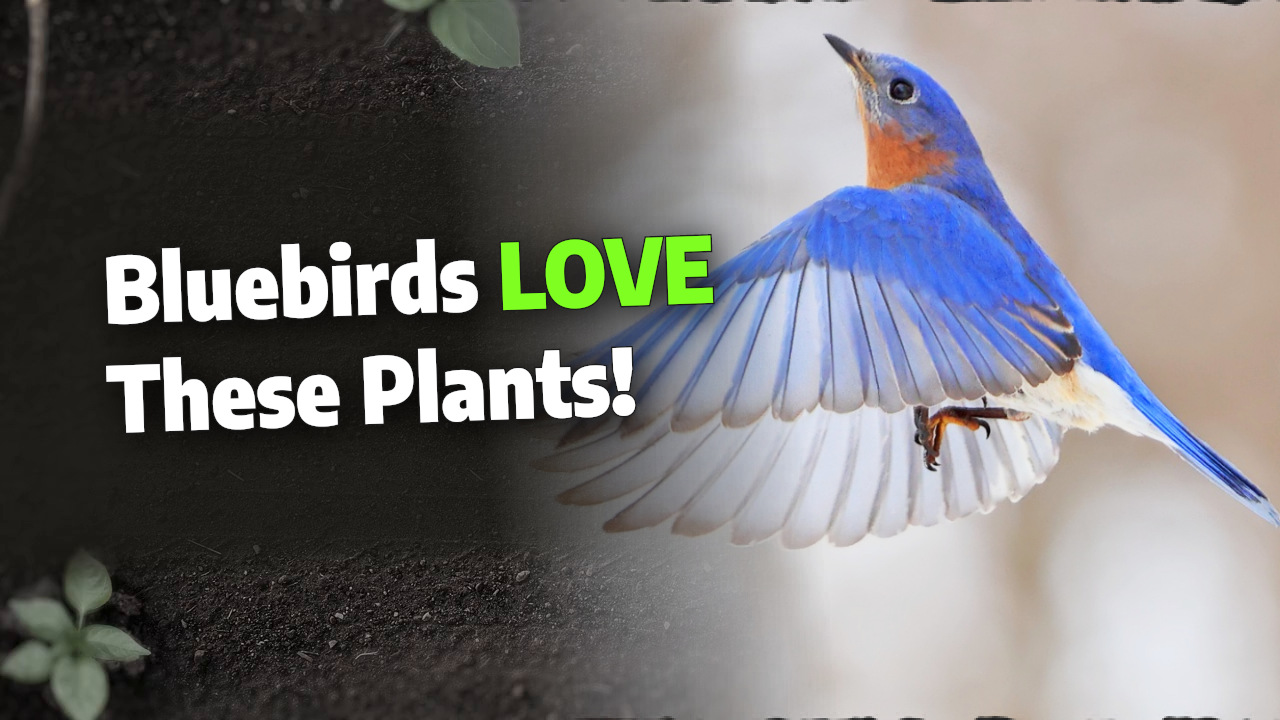 Attract More Bluebirds With These 7 Smart Plant Picks