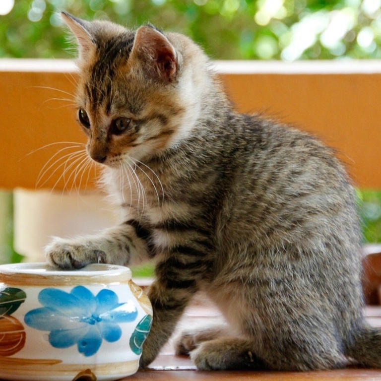 How to prevent your cat from gaining extra weight: 8 tips for a ...