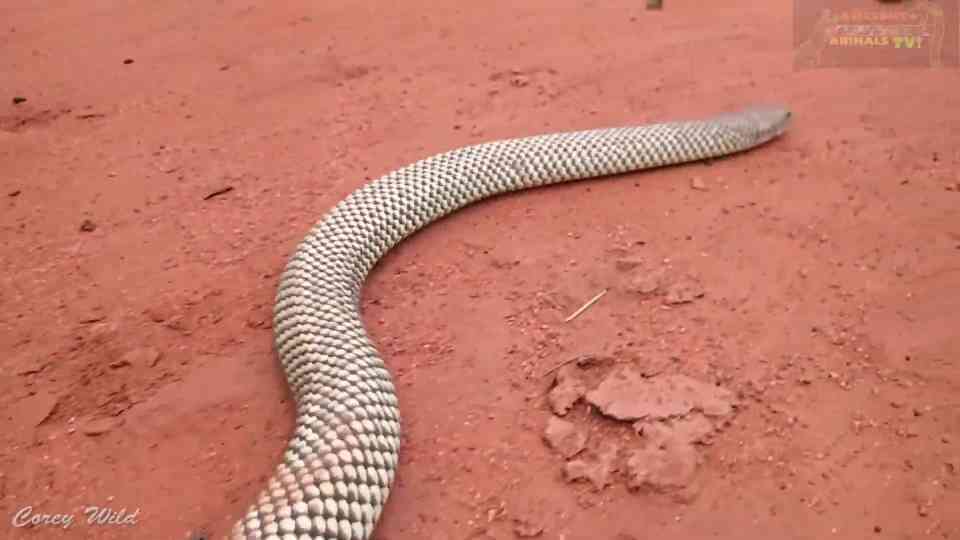 Brown snake or king brown muga snake | Wild animal adventure