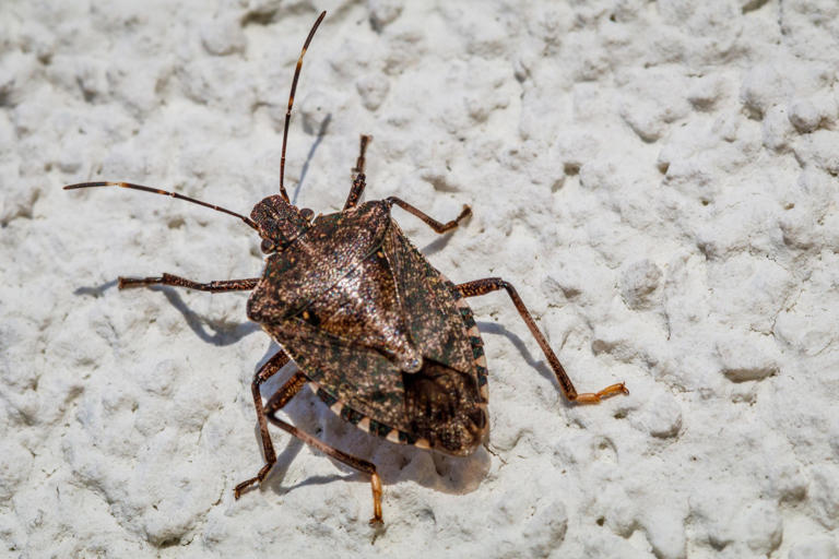 How to Get Rid of Brown Marmorated Stink Bugs