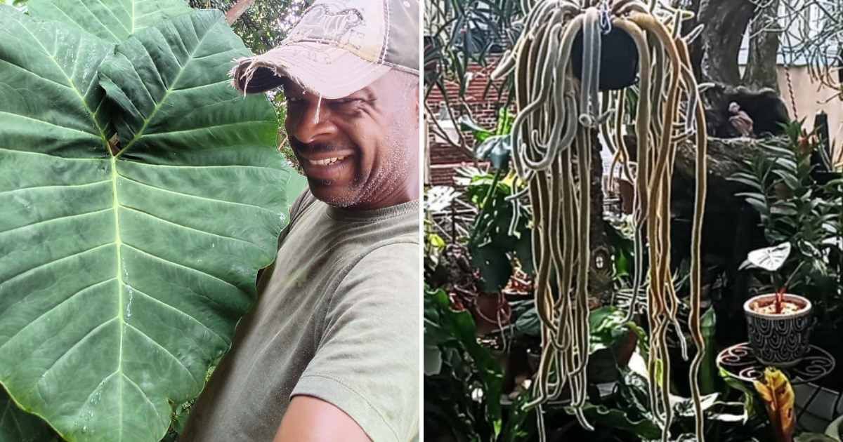 Philly Man Takes 3 Days to Finish Watering All His Houseplants — Even ...