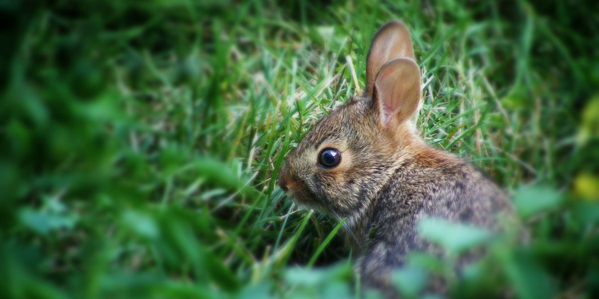 Stop Rabbits from Ruining Your Garden—These Expert-Approved Tips ...