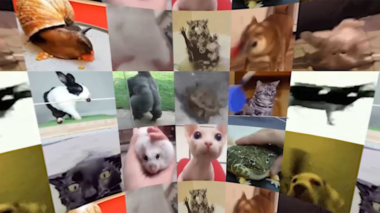 When Pets Try VR