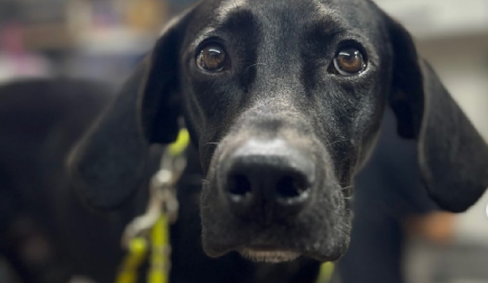 ¿Los recuerda? Adoptan a Trueno y Luna, perritos que fueron devueltos ...