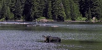 Idyllic Scene as Moose Cools Off in Mountain Lake
