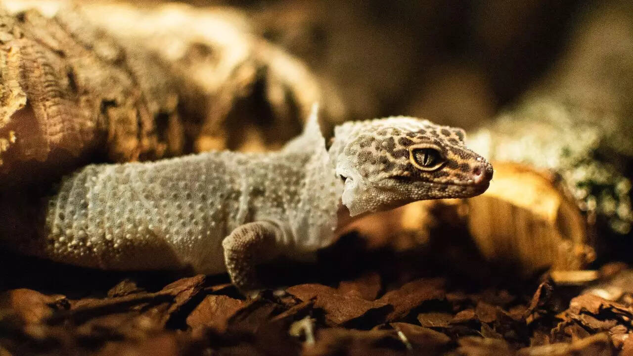 5 animals that survive by shedding their skin or limbs