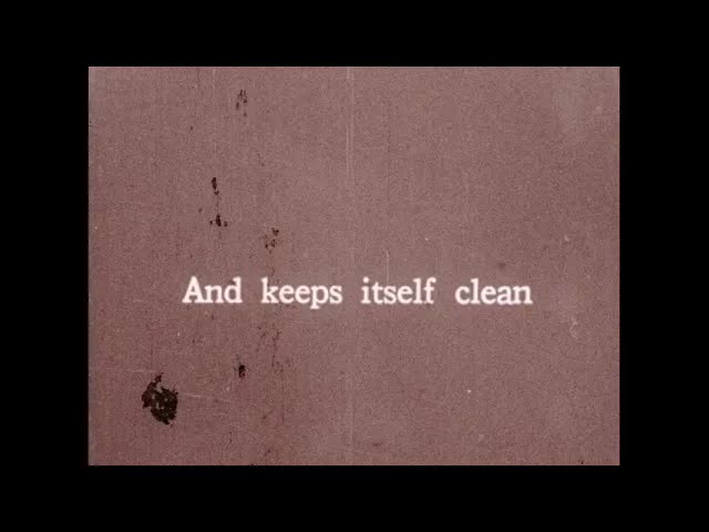 Ant Colony: Life Cycle & Behavior - Nature Documentary