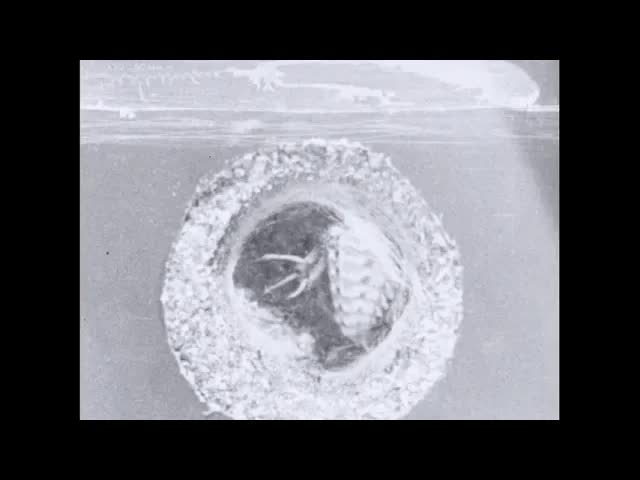 Ant-Lion Hunting: British Instructional Films Wildlife Documentary