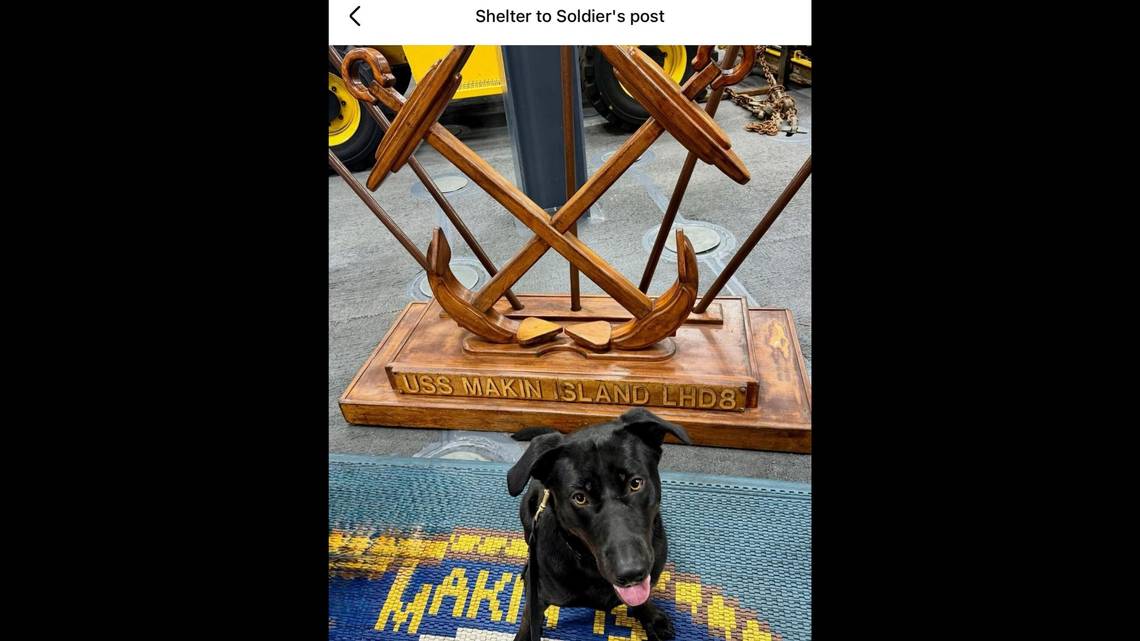 Shelter dog to make history on ‘incredible mission' on a Navy ship in ...