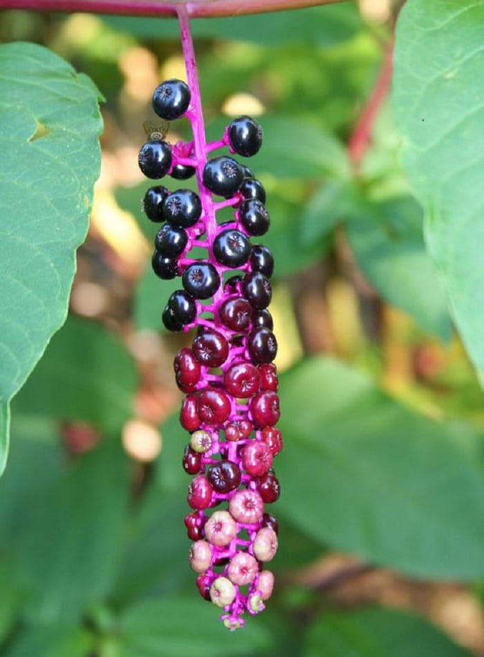 Hierba carmín americana: guía completa sobre la planta ornamental ...