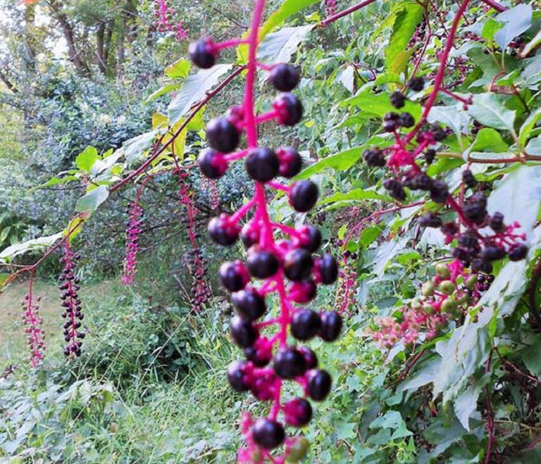 Hierba carmín americana: guía completa sobre la planta ornamental ...