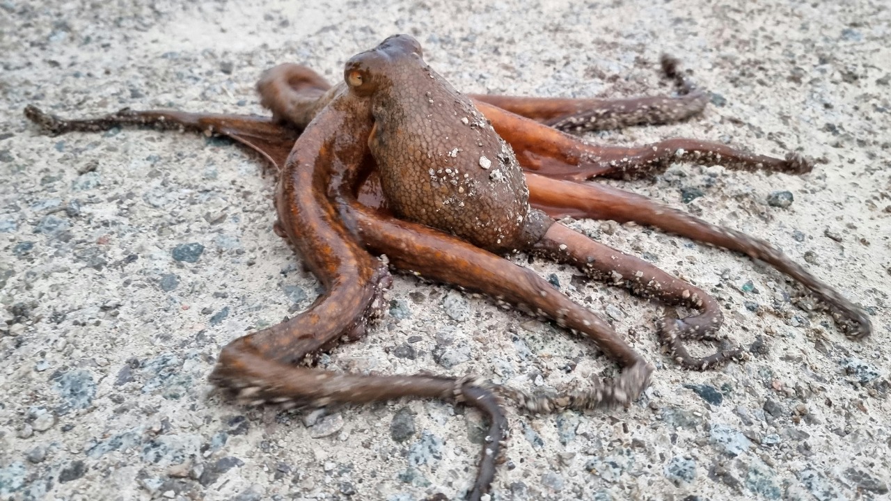 Scientists recreate octopus pigment behind ‘superpowers’