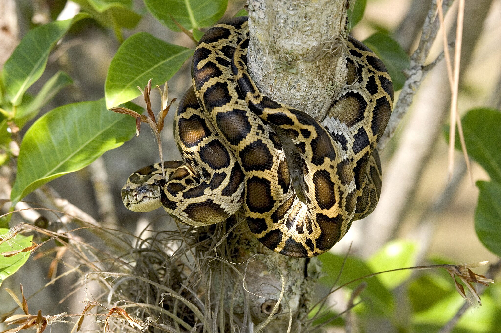 Researchers Discover the Trick That Allows Burmese Pythons to Digest the Bones of Their Prey