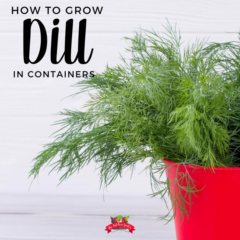 How to Grow Pineapple Sage (Salvia Elegans)