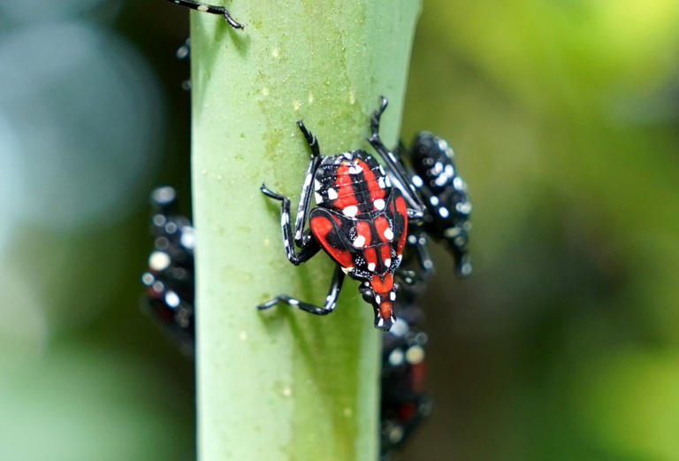 Who’s really getting stomped? Hopes of victory in the lantern fly war ...