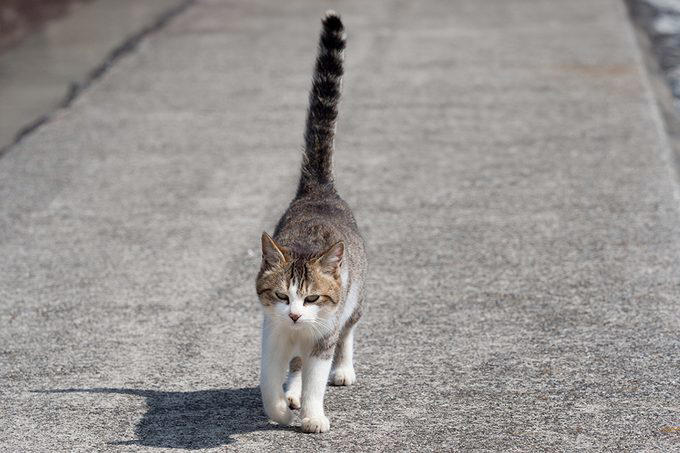 Cat Tail Signs: 11 Secrets You Can Learn from a Cat’s Tail