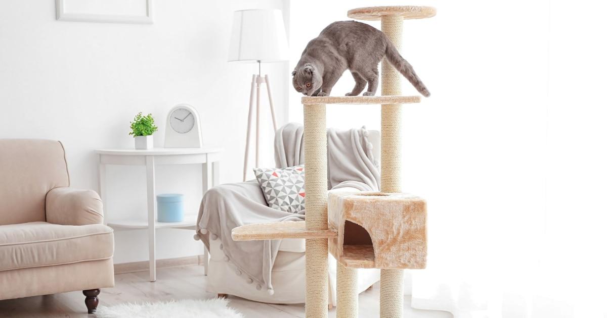 Cambios emocionales en gatos: cómo afectan la soledad y los periodos ...