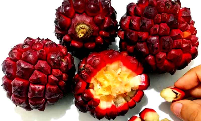 Já ouviu a expressão ‘Ficar na pindaíba’? Origem está numa fruta que ...