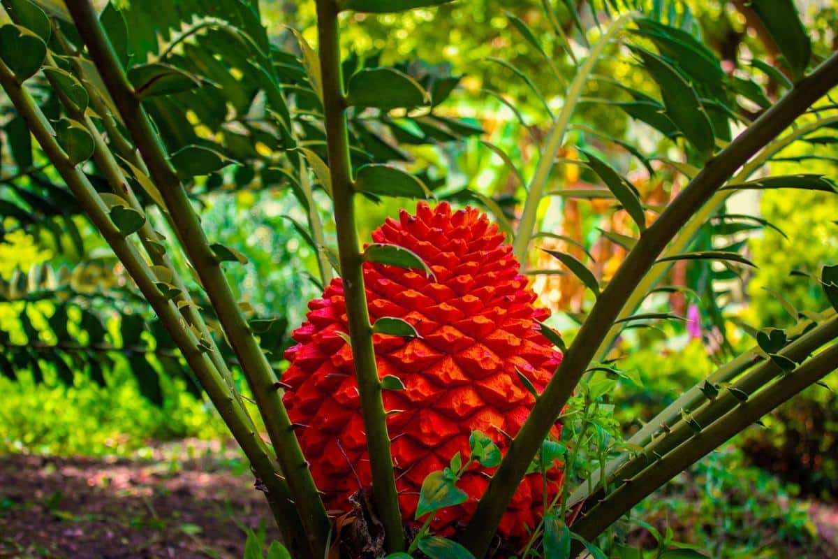 Plantas prehistóricas que puedes tener en casa: historia viva y guía ...