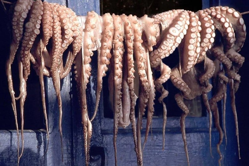 Morocco reports strong start to 2026 winter octopus fishing season