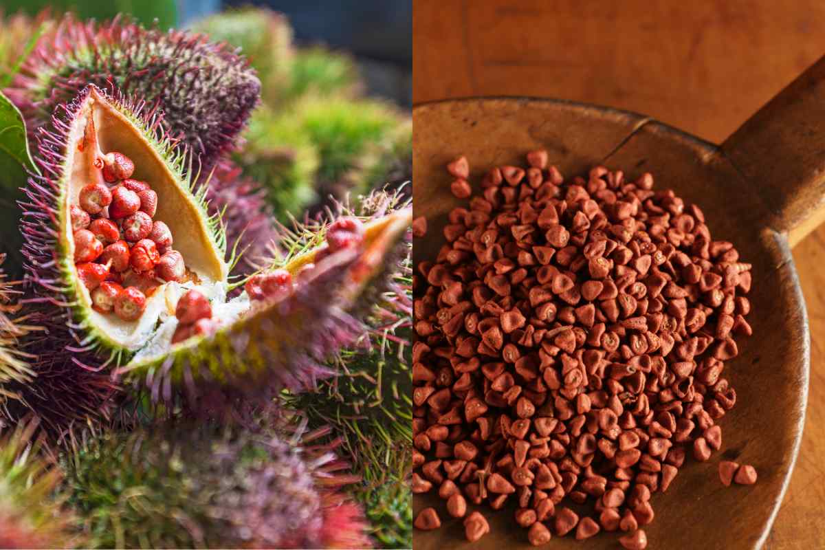 ¿Qué propiedades tiene el achiote? Así lo puedes utilizar