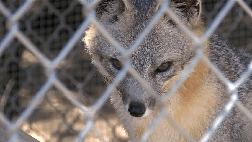 Fresno County rescue says 45 animals taken during ‘raid’ by the state