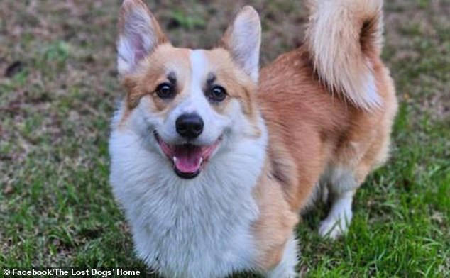 Tiny corgi spotted pacing on filthy balcony is officially up for adoption