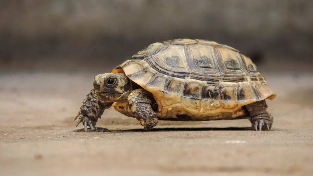 6 surprising turtle facts that show why they’re truly remarkable