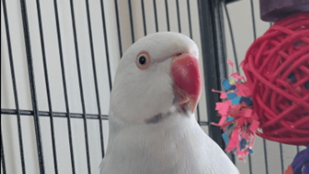 Sanctuary to take in over 40 birds from Red Lion exotic bird store ...