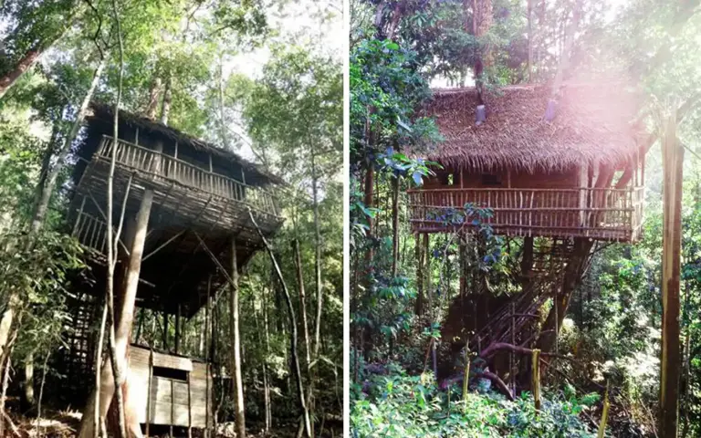 Rainforest Tree House: a community-led model for living with nature