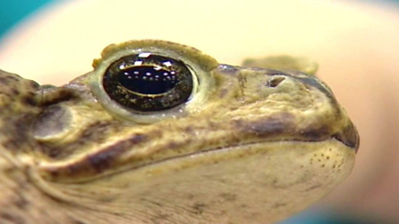 Veterinarians are warning against invasive, toxic cane toads this rainy ...