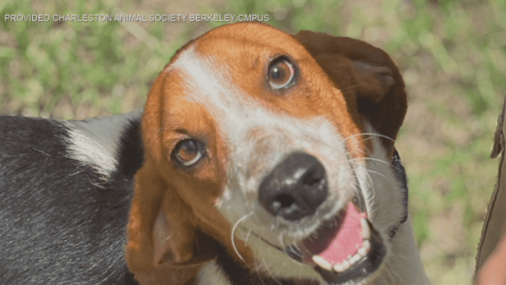 Hounds seized in animal cruelty case need foster homes after custody change