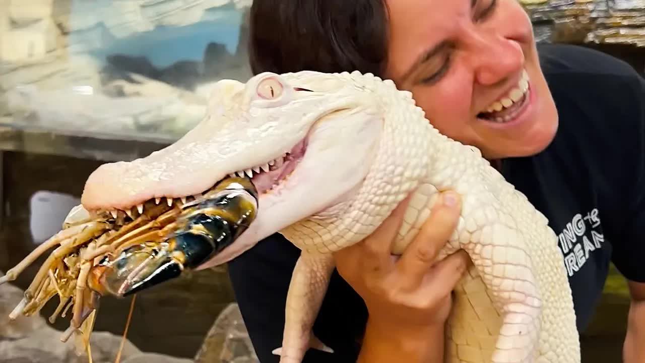 apex predator coconut enjoys a feast of shrimp