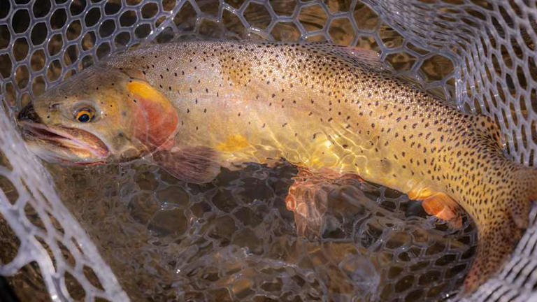 Fly Fishing Lessons: What Is Presentation and How It Helps You Catch ...