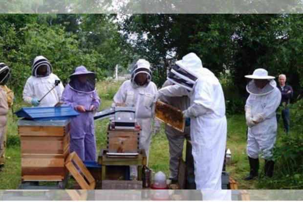 Wirral Country Park named among UK’s best for pollinators