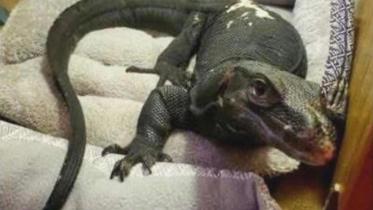 Escaped 5-foot-long water monitor lizard from Massachusetts spotted in ...
