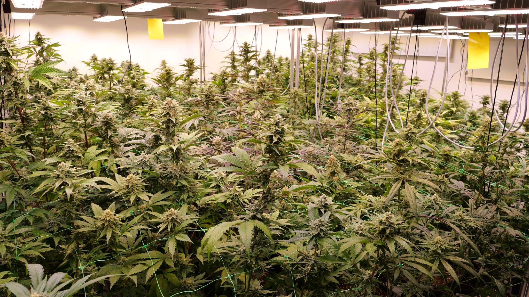 Genehmigungen von Cannabis-Clubs: vier Klageverfahren